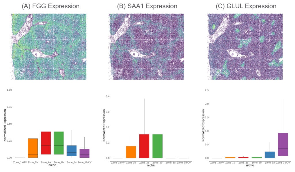 CosMx SMI Human Liver RNA FFPE Dataset | NanoString