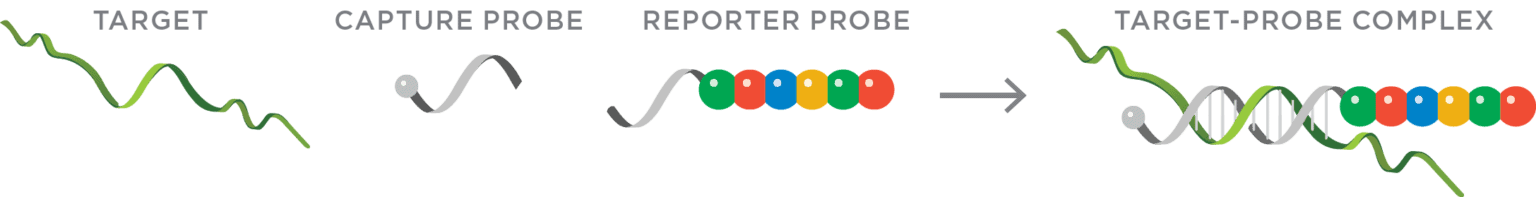 What is DNA barcoding and why is it important? | NanoString