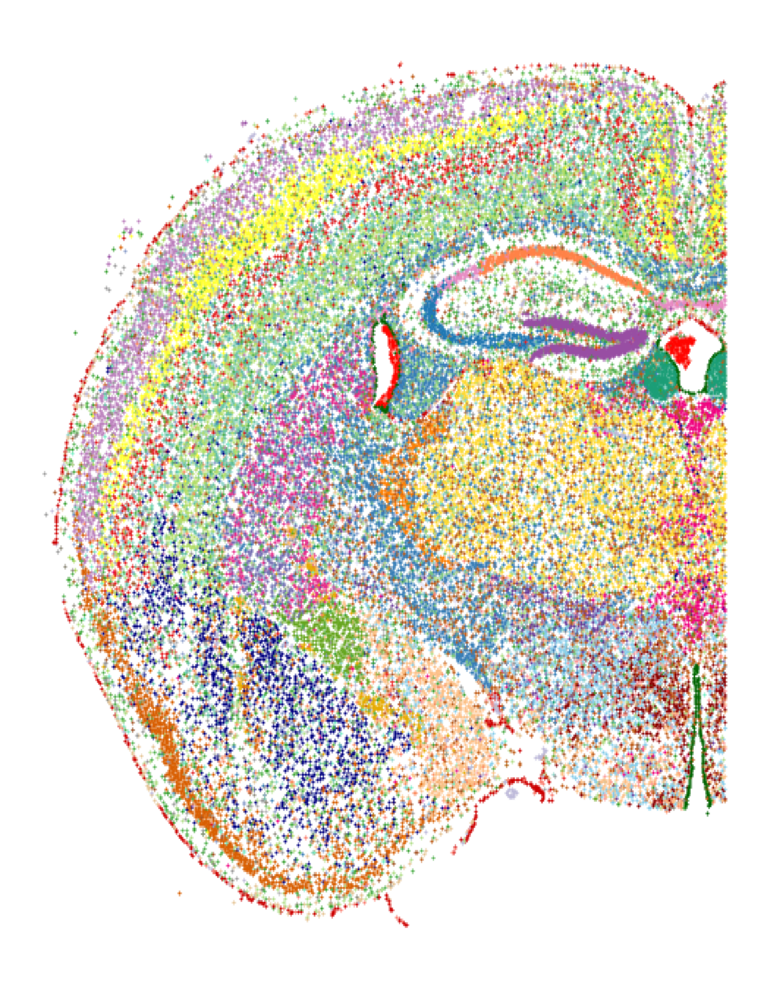 CosMx SMI Mouse Brain FFPE Dataset | NanoString