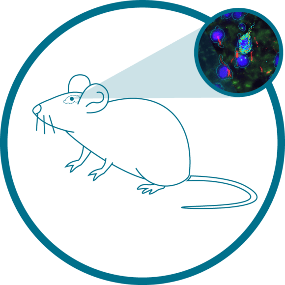 CosMx SMI Mouse Brain FFPE Dataset | NanoString CosMx SMI Mouse Brain FFPE Dataset | NanoString