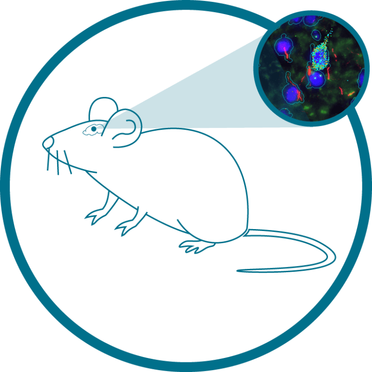CosMx SMI Mouse Brain FFPE Dataset | NanoString
