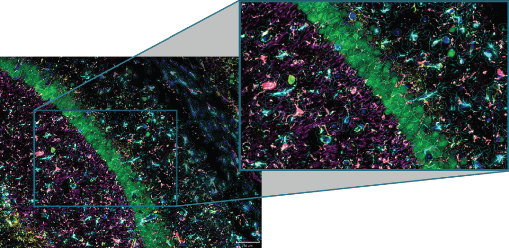 CosMx® Mouse Neuroscience Protein Panel | NanoString