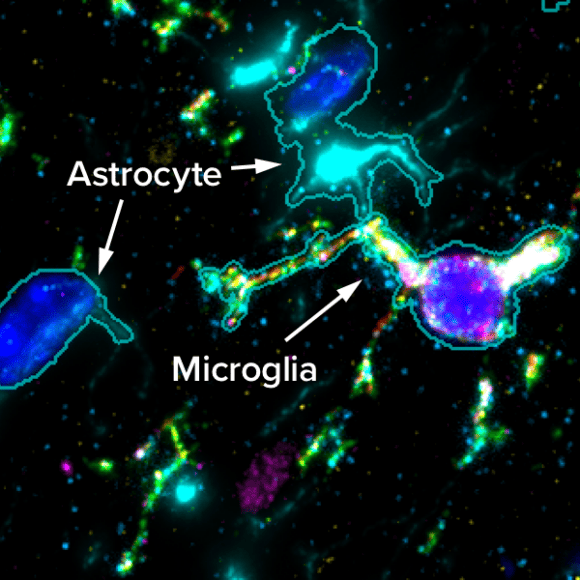 CosMx® Mouse Neuroscience Protein Panel | NanoString