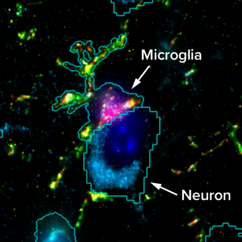 CosMx® Mouse Neuroscience Protein Panel | NanoString