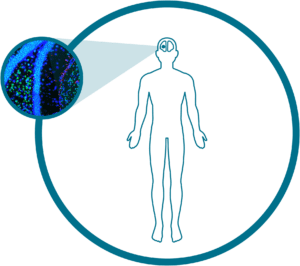 CosMx SMI Human Frontal Cortex FFPE Dataset | NanoString