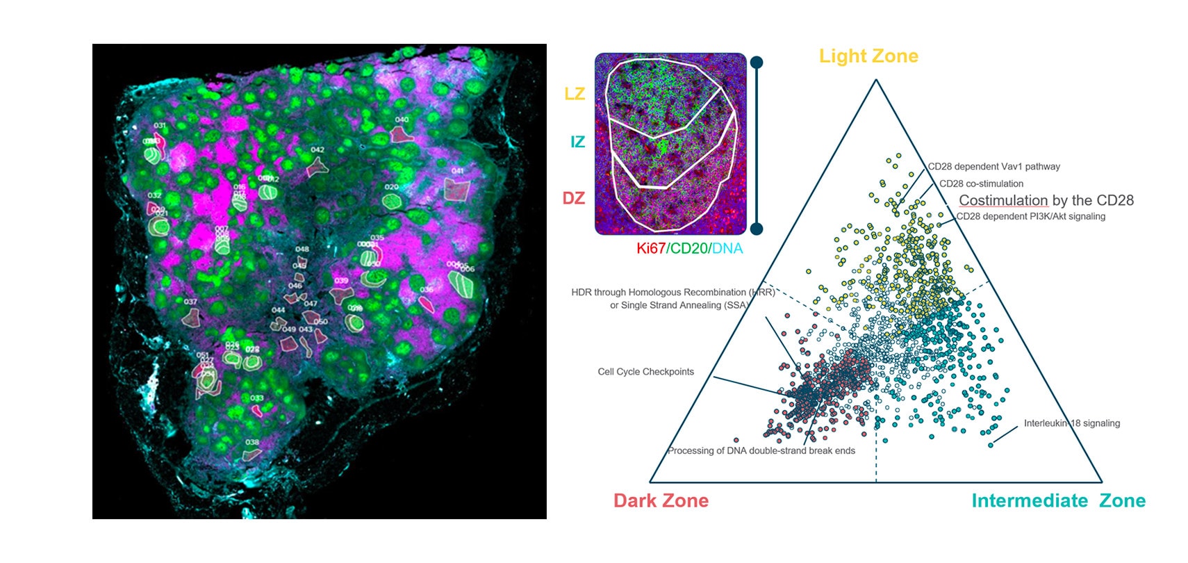 GeoMx DSP Spatial Genomics Overview | NanoString GeoMx DSP Spatial Genomics Overview | NanoString