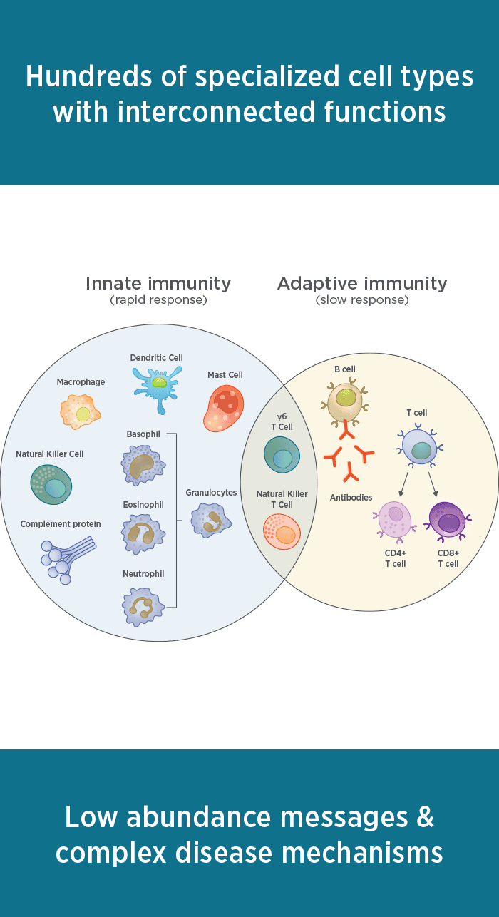 Understanding the Fine Balance of the Immune System