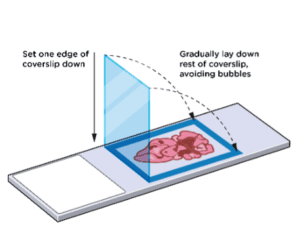 Tips for Successful CosMx Single-cell Spatial Runs at 1000 plex
