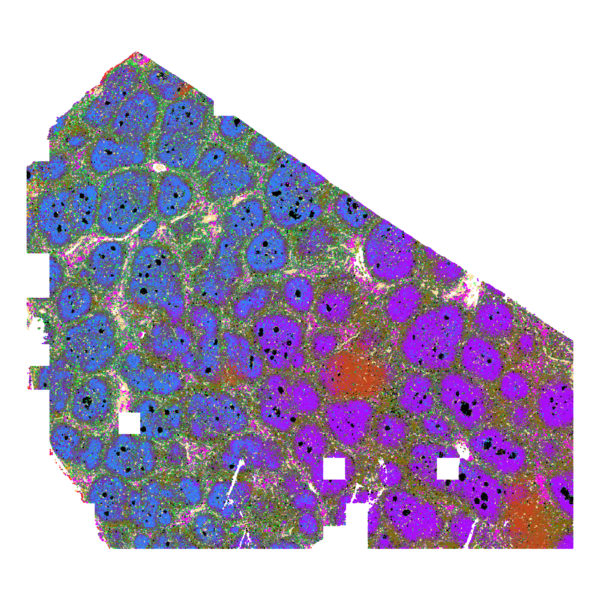 CosMx Human Lymph Node FFPE Dataset | NanoString CosMx Human Lymph Node FFPE Dataset | NanoString
