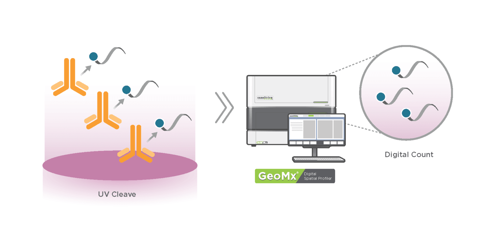 Spatial Proteogenomics | NanoString