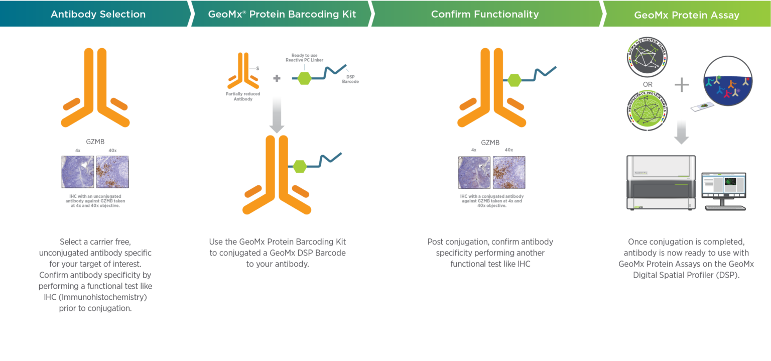 GeoMx Protein Assays for Biological Research | NanoString