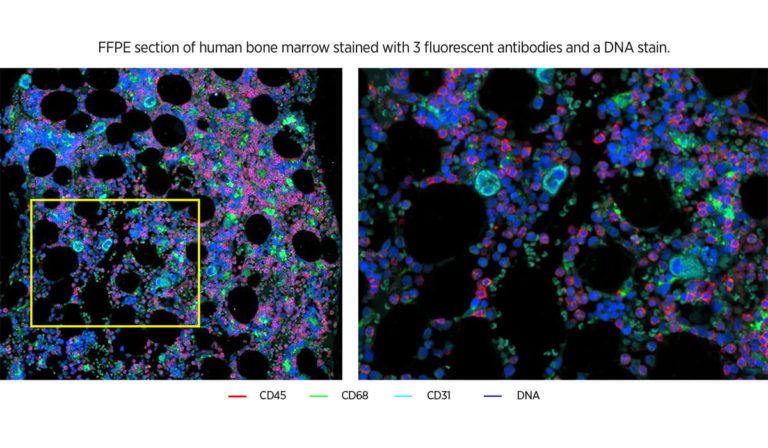 GeoMx Morphology Markers - NanoString