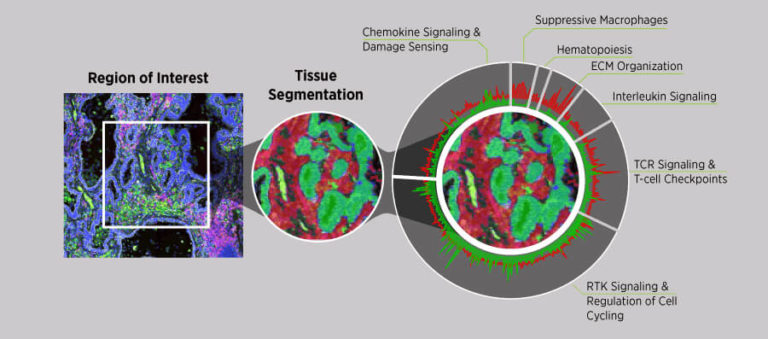 The most flexible spatial solution- GeoMx® DSP