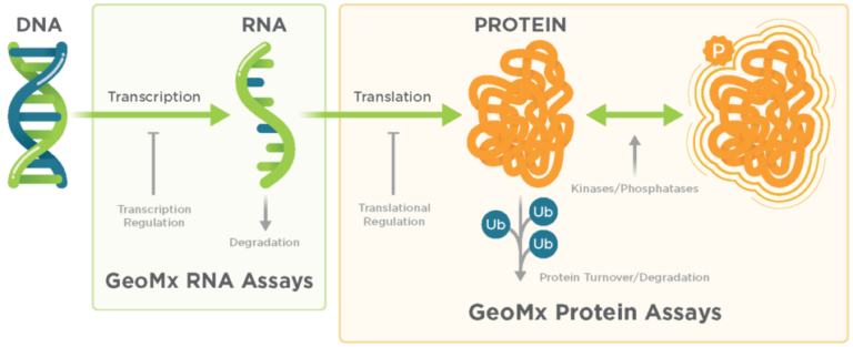 GeoMx Protein Assays for Biological Research | NanoString